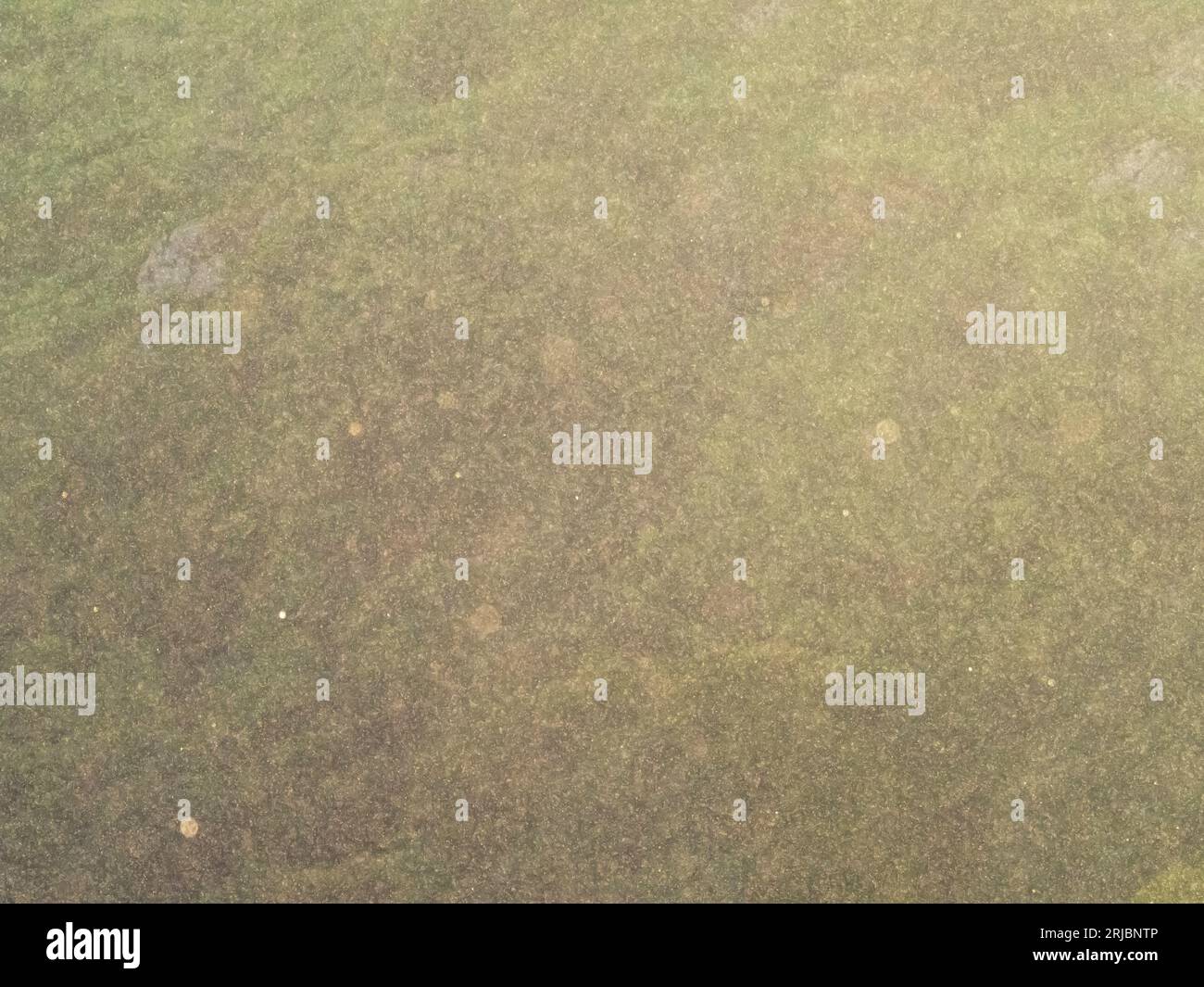 Insects flying in the sun hi-res stock photography and images - Alamy