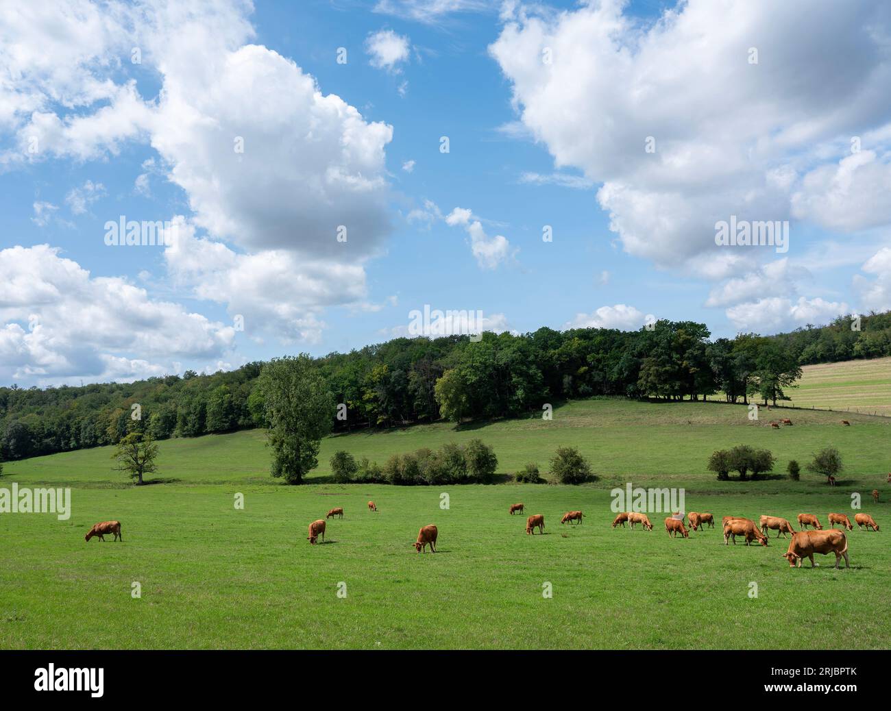 countryside in french lorraine with brown cows and forest Stock Photo ...