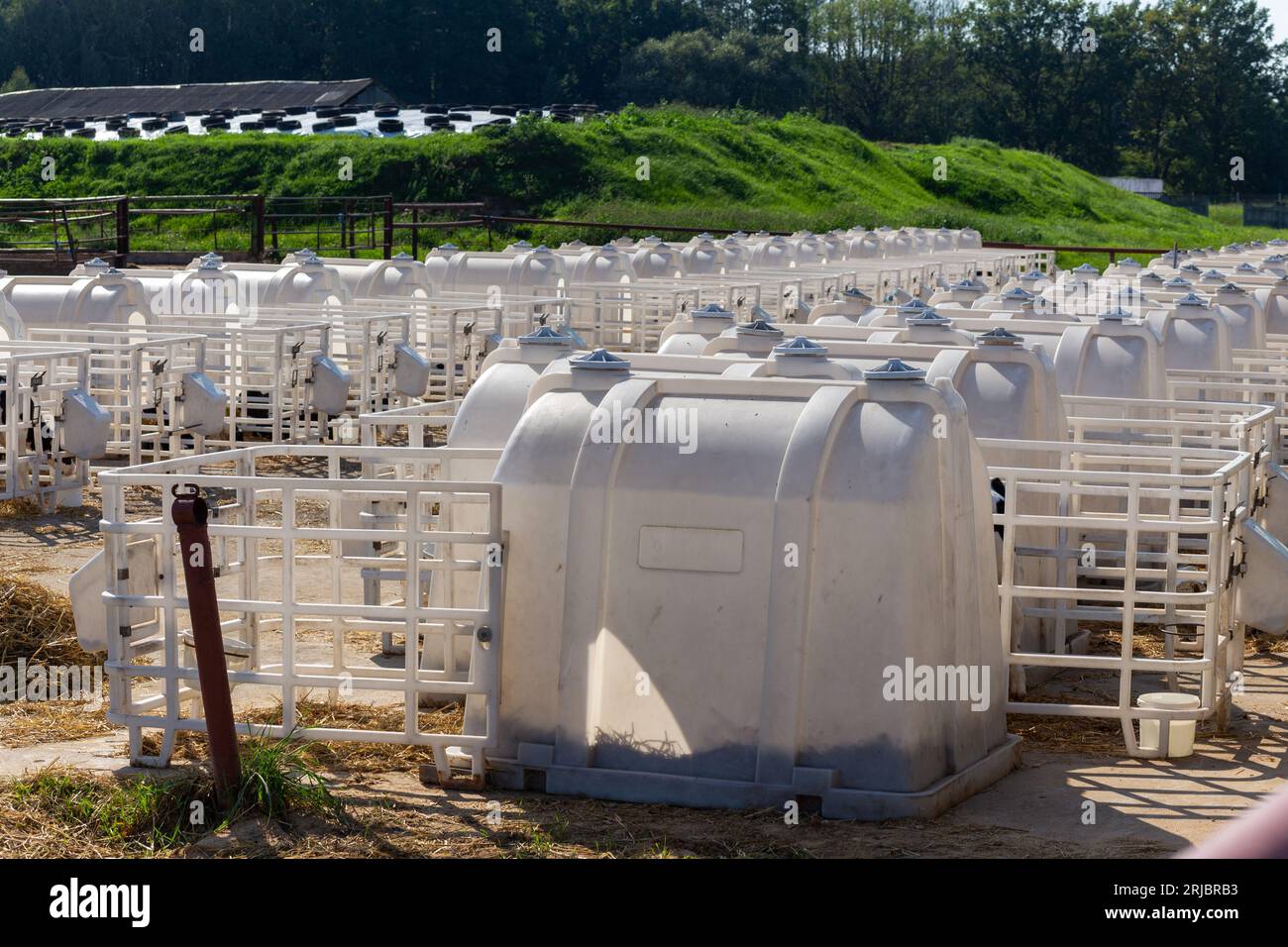 Small calves of cows in a manger in separate houses. Being in an ...