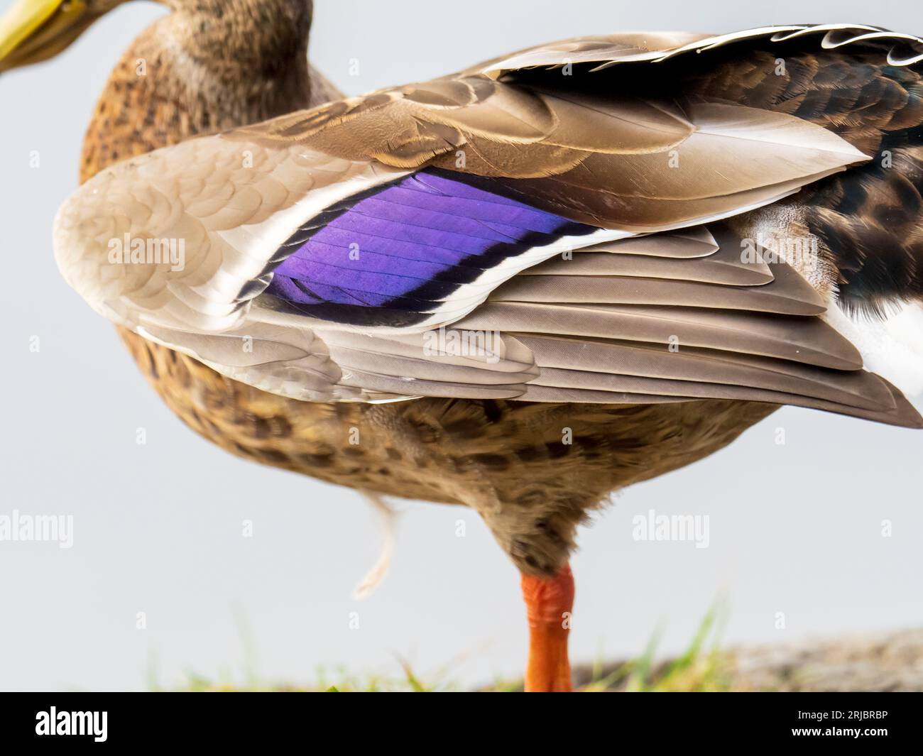 Purple speculum hi-res stock photography and images - Alamy