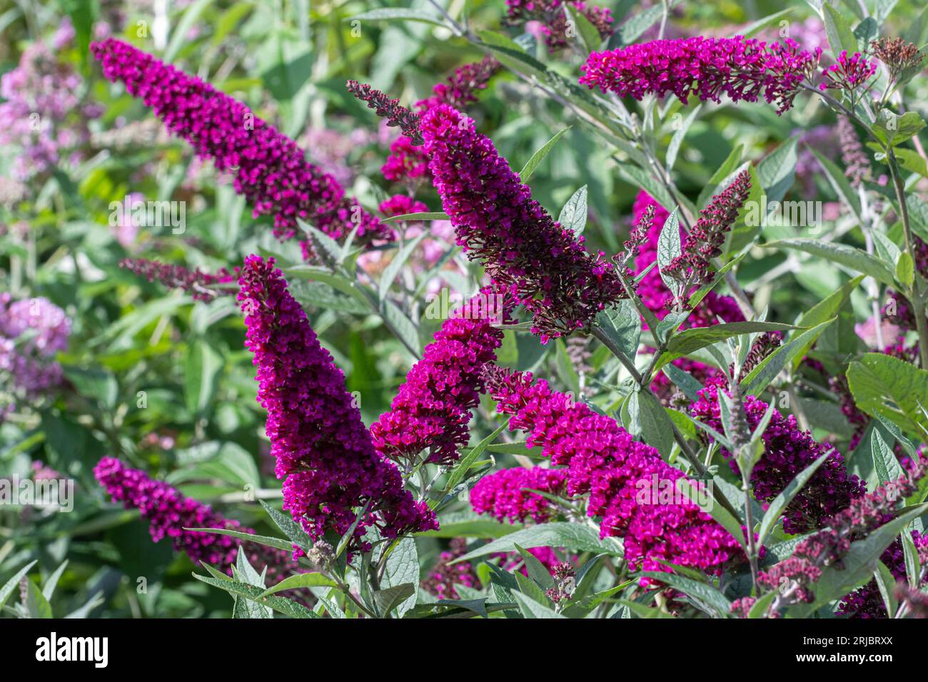 Buddleia davidii buzz velvet hi-res stock photography and images - Alamy