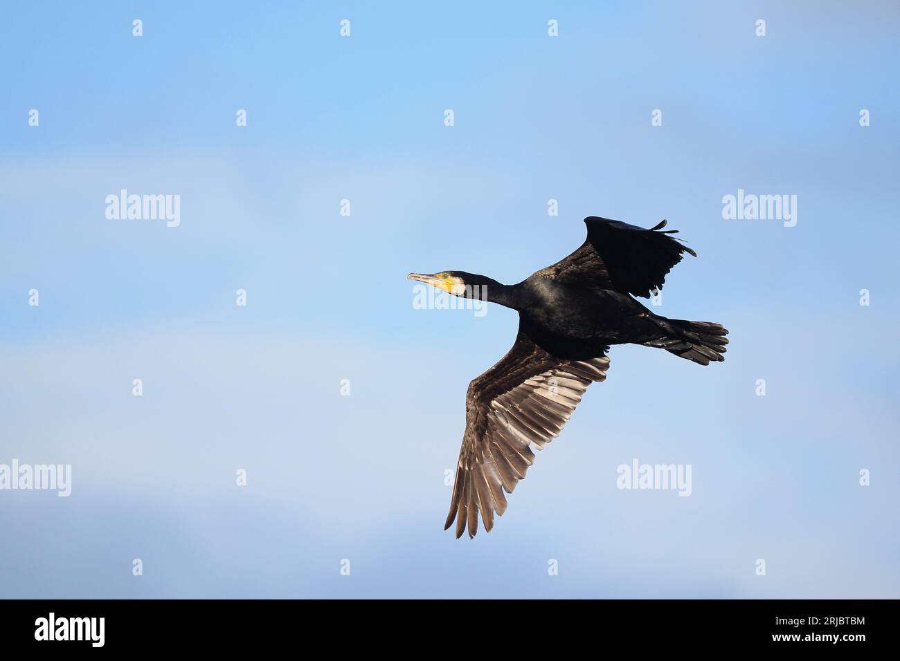 Post breeding cormorants will disperse to a communal roost Stock Photo ...