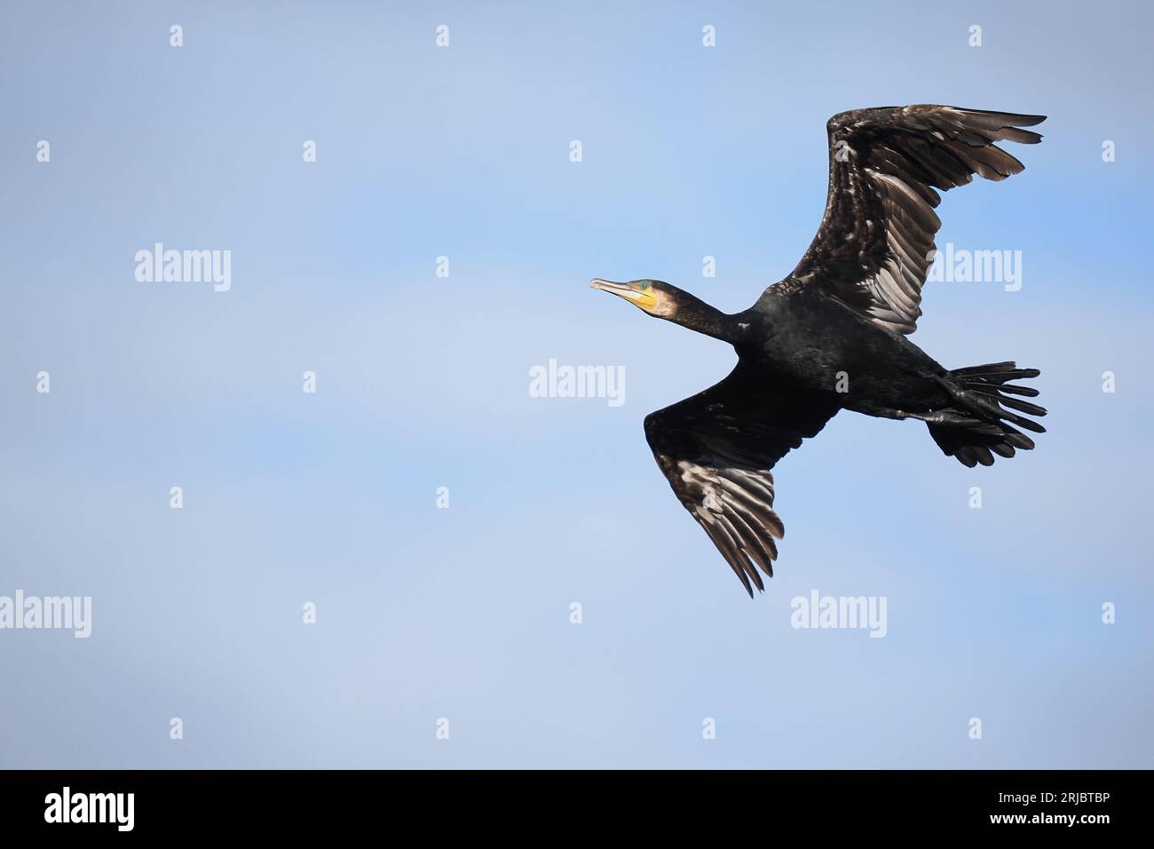 Post breeding cormorants will disperse to a communal roost Stock Photo ...