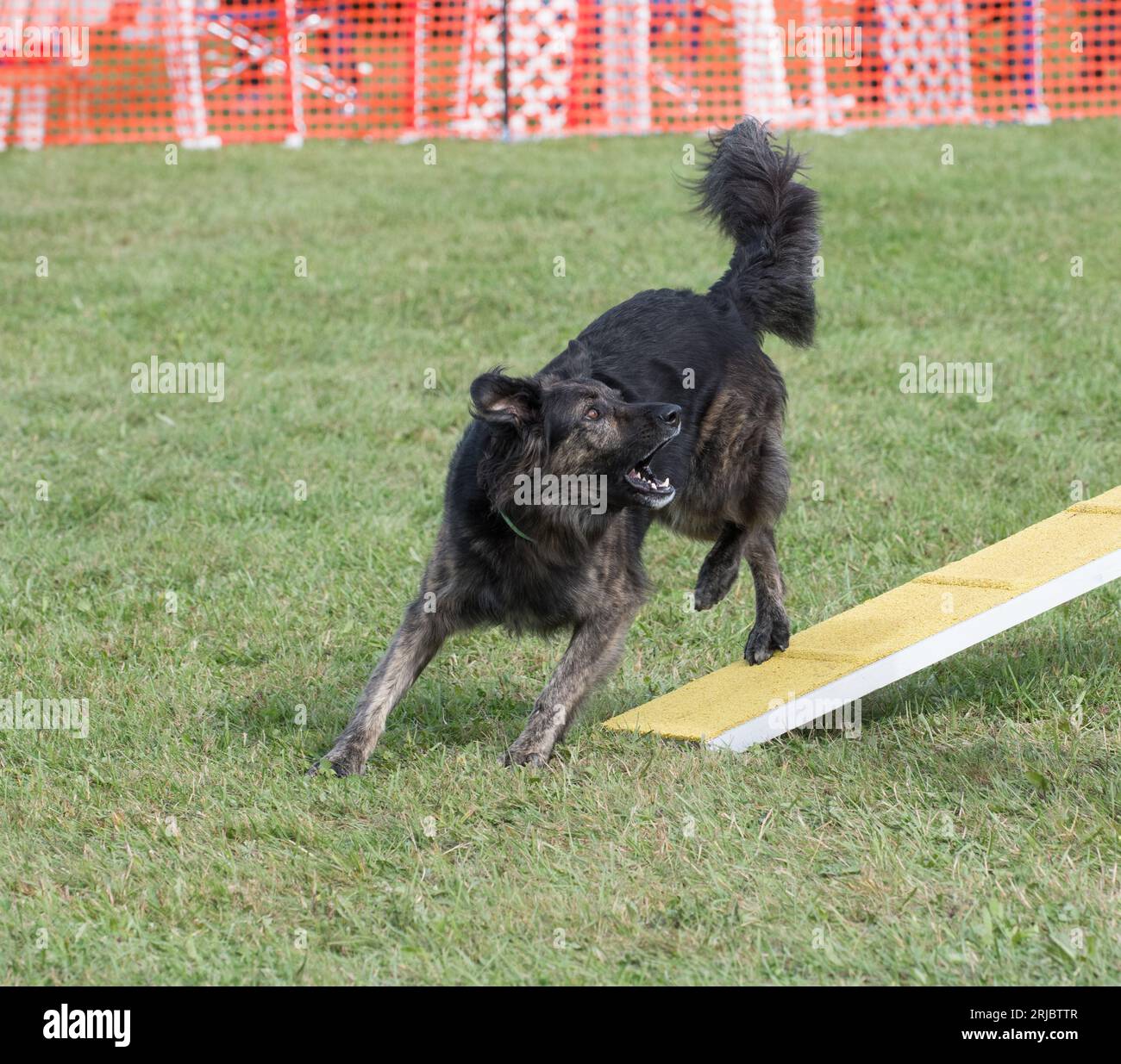Merle Mudi Dog Agility