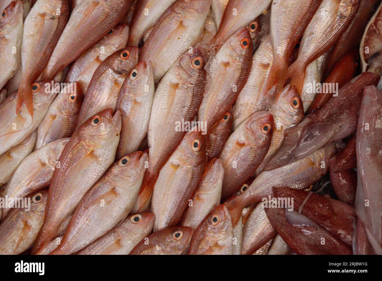 Gaza, Palestine. 22nd Aug, 2023. Palestinian fishermen display their ...