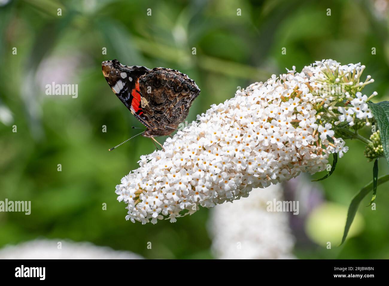 Red admiral butterfly (Vanessa atalanta) on Buddleja davidii 'Peace ...