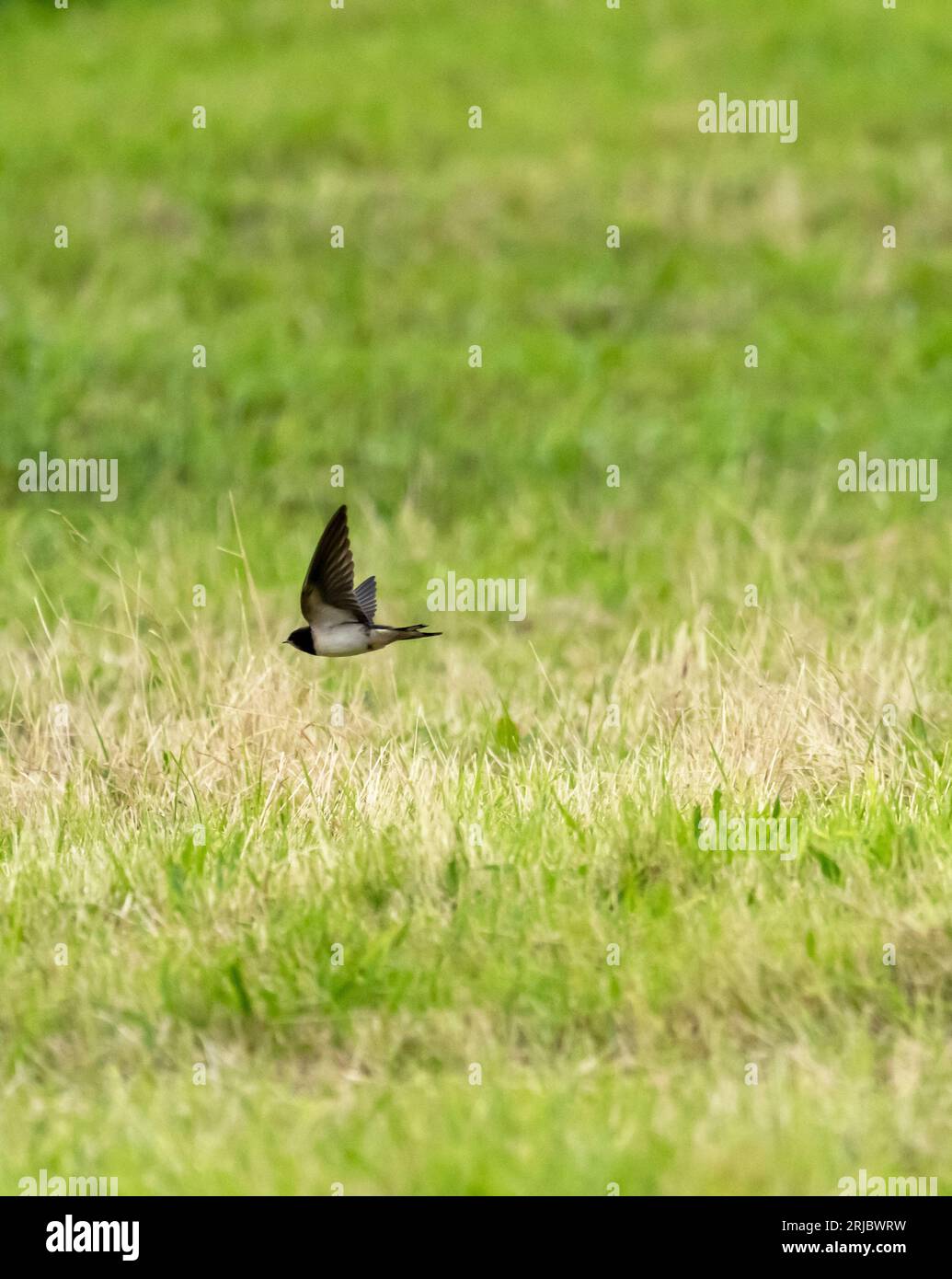 Swallow bird field uk hi-res stock photography and images - Alamy