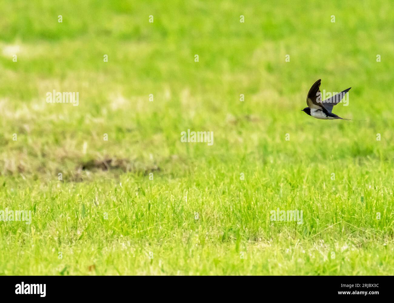 A Barn Swallow, Hirundo rustica hawking for insects over a filed in ...
