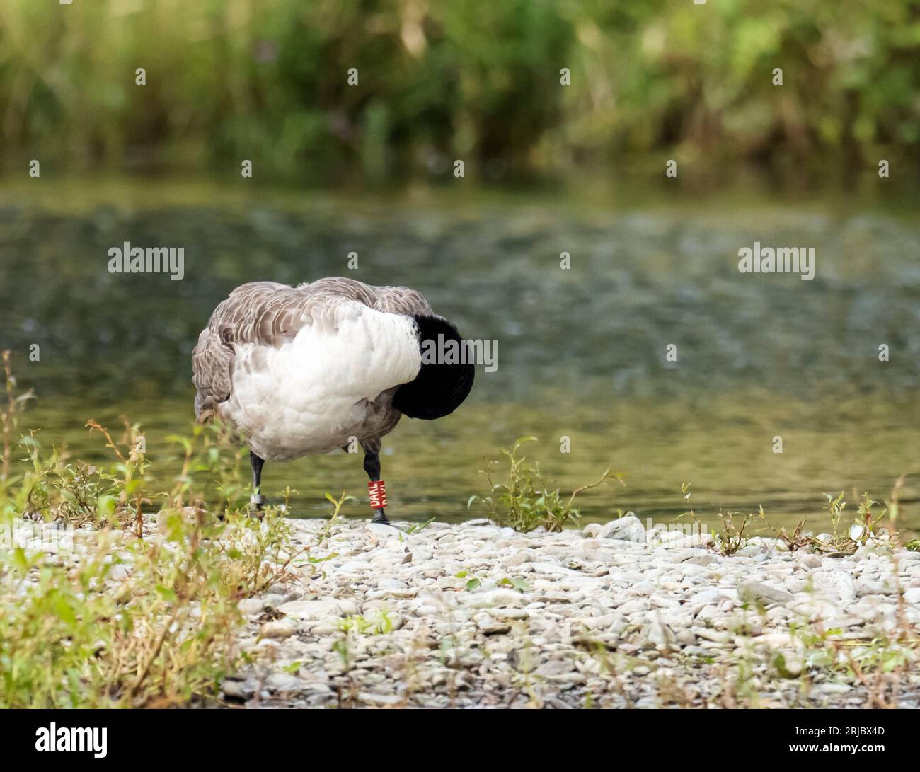 A Canada Goose, Branta canadendsis with a leg ring in Ambleside, Lake ...