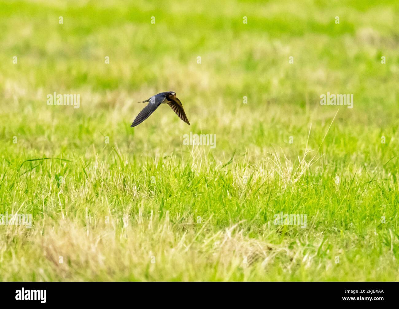 A Barn Swallow, Hirundo rustica hawking for insects over a filed in ...