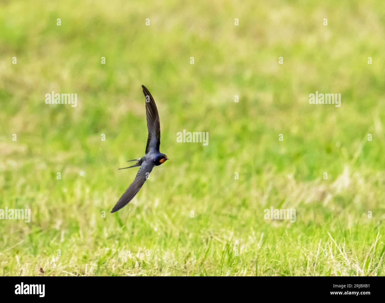 A Barn Swallow, Hirundo rustica hawking for insects over a filed in ...