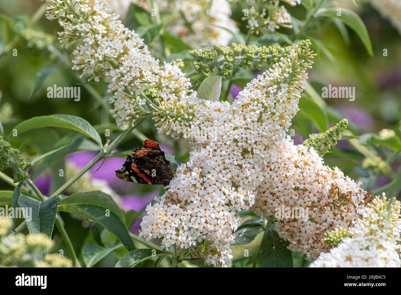 Red admiral butterfly (Vanessa atalanta) on Buddleja davidii 'White ...