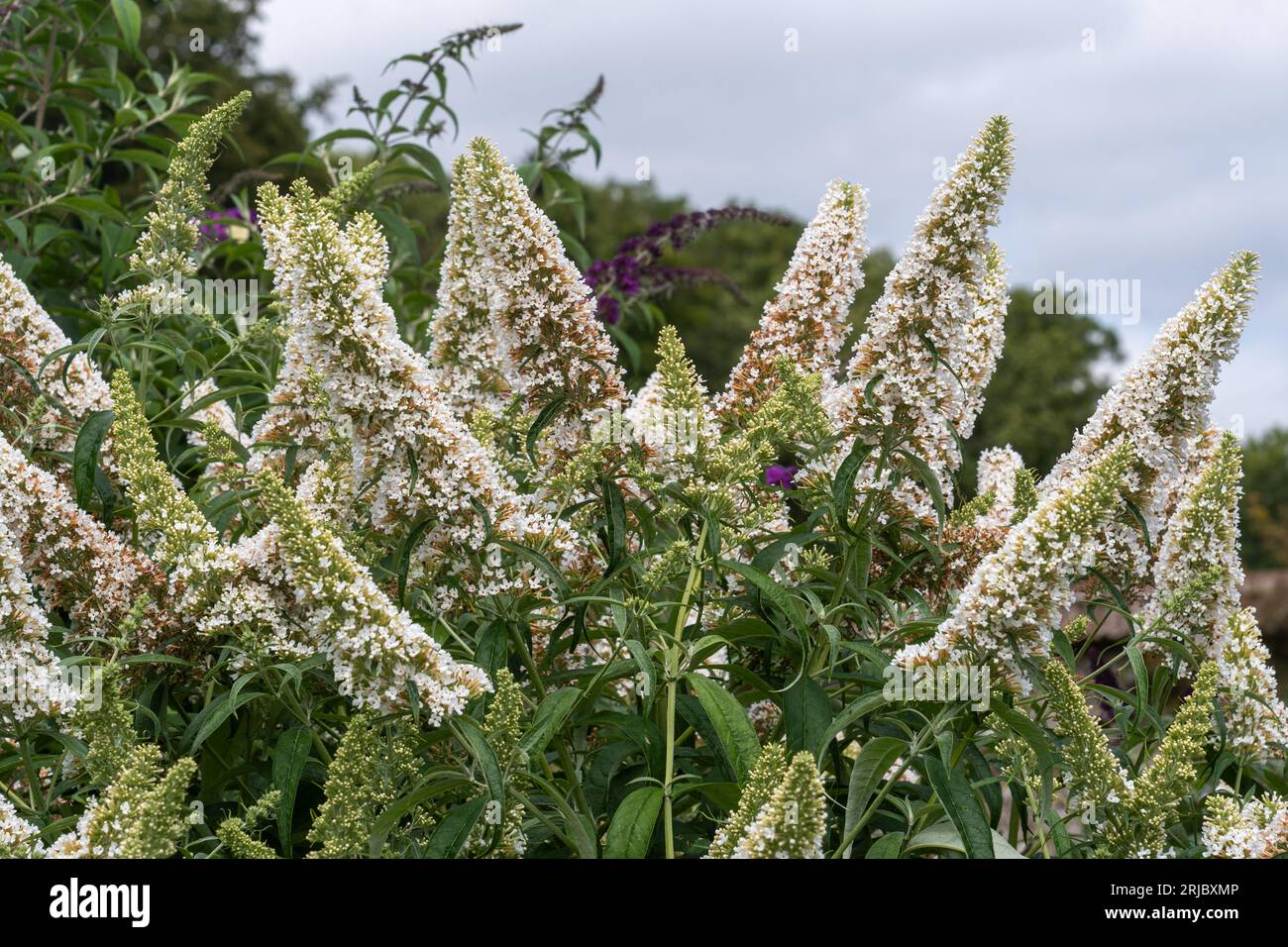 Creamy white flowers of Buddleia Davidii Marbled White (buddleja ...
