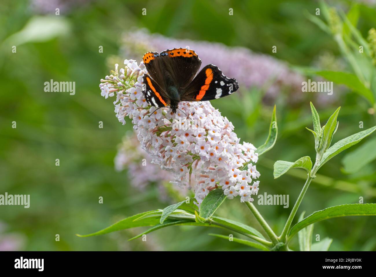 Buddleja davidii Les Kneal (buddleia variety), known as a butterfly ...