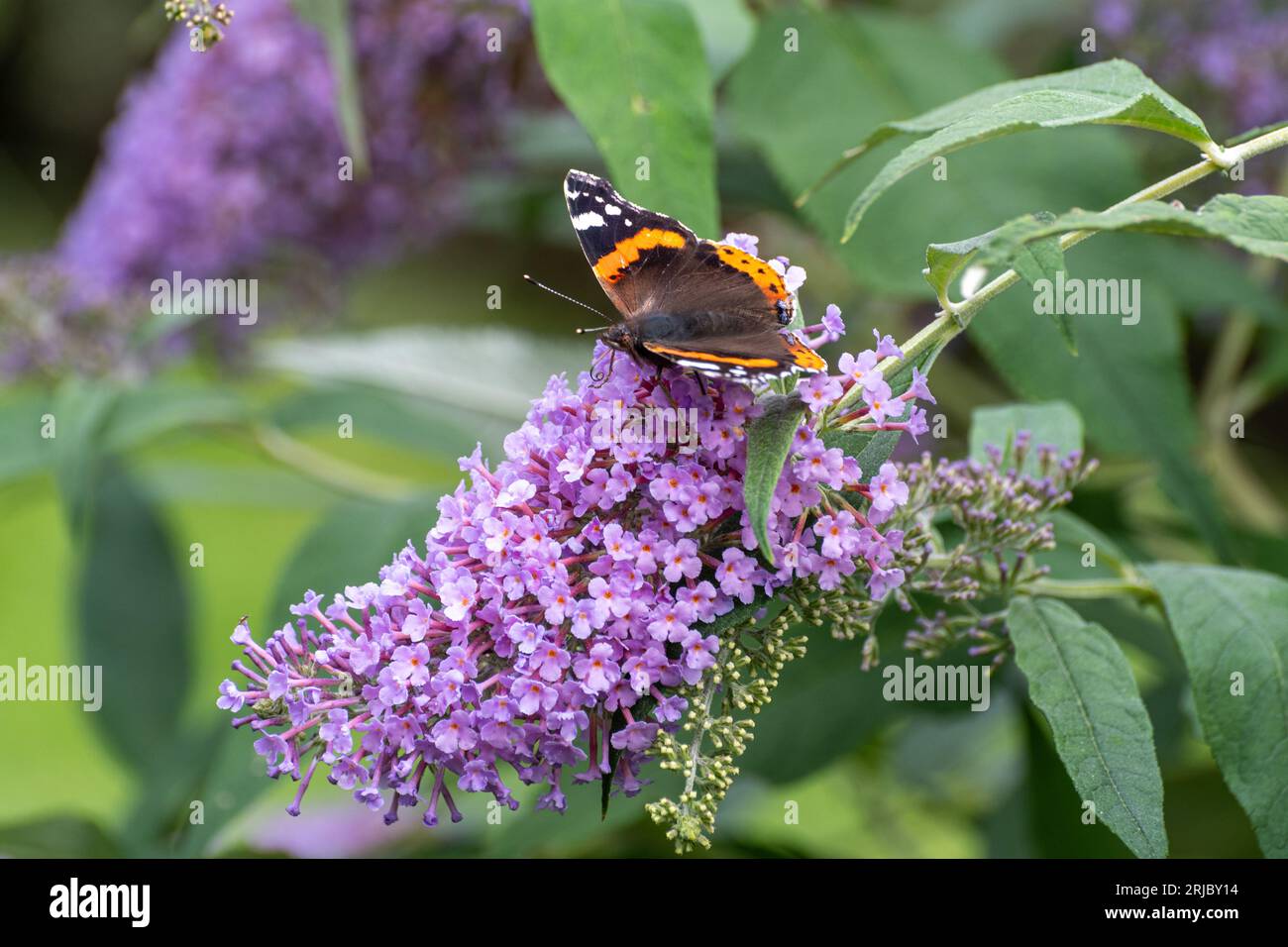 Red admiral butterfly Vanessa atalanta nectaring on Buddleja davidii ...