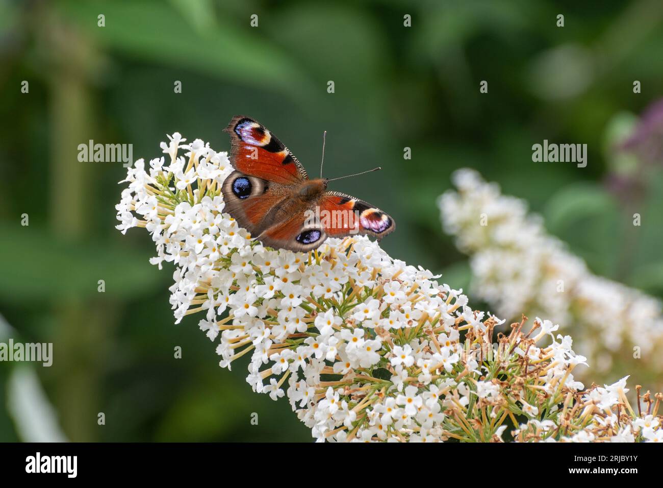 Peacock butterfly (Aglais io) on white flowers of Buddleja davidii ...