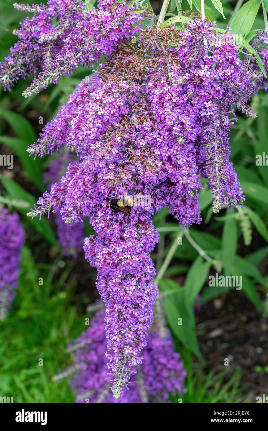 Buddleia davidii Dartmoor (Buddleja variety), known as a butterfly bush ...