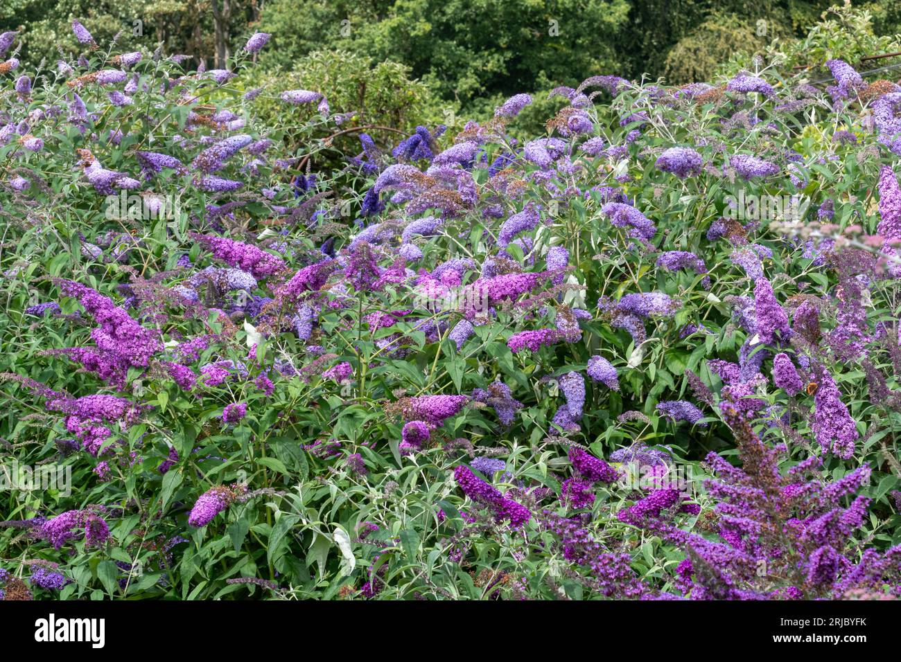 Variety of buddleias (buddlejas) in the national buddleia collection at ...