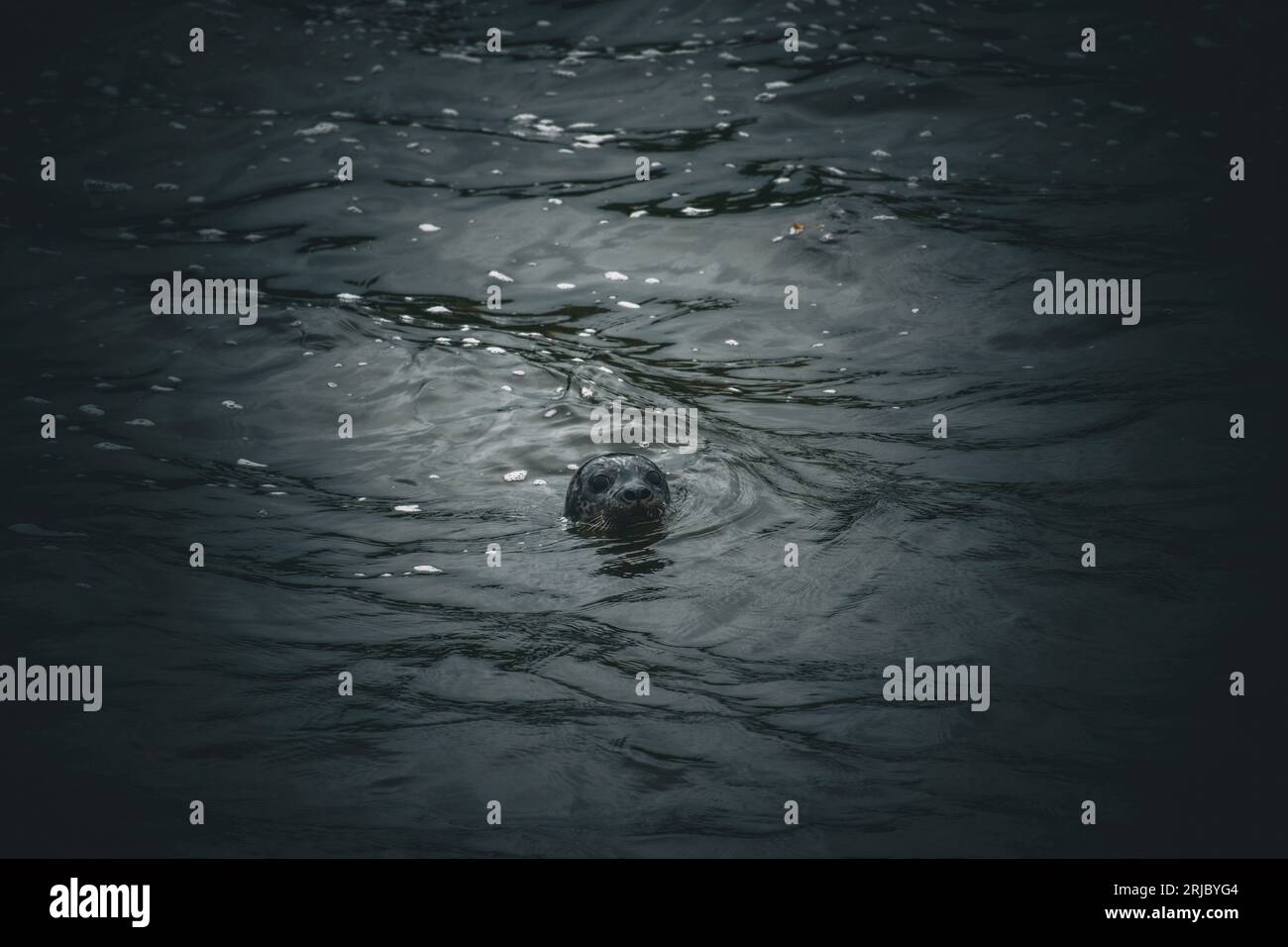 A cute seal in the water, near Westport - Co. Mayo - Ireland- August ...