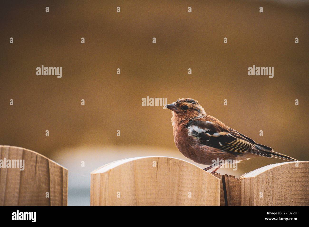 Irish bird birds ireland hi-res stock photography and images - Alamy