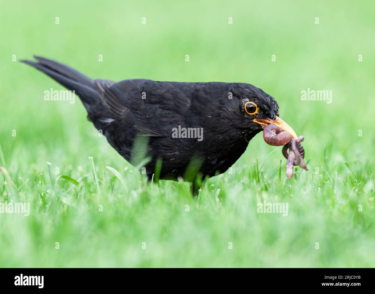 Amsel wurm hi-res stock photography and images - Alamy
