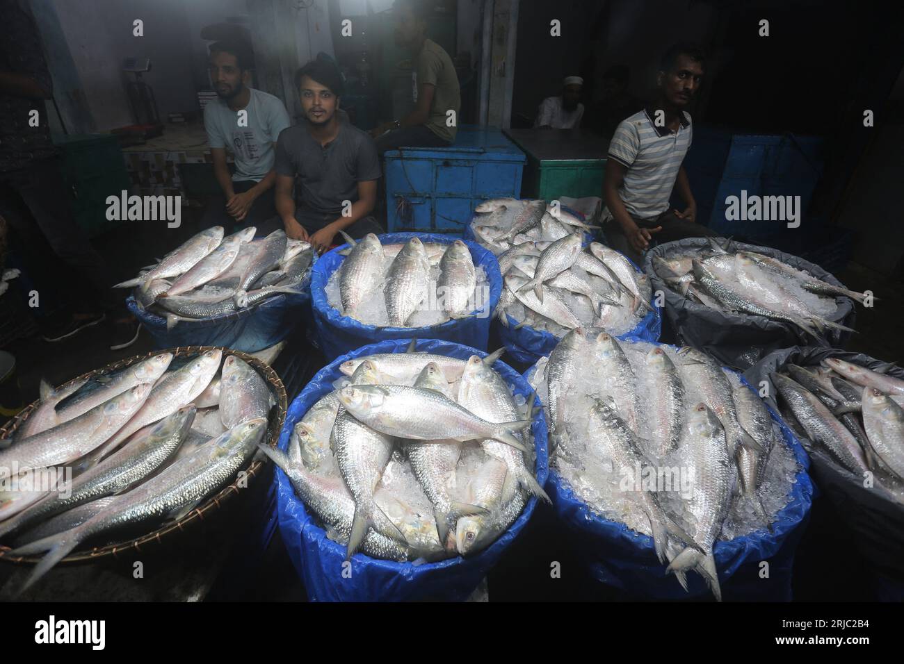 Bangladesh national hilsha fish hi-res stock photography and images - Alamy
