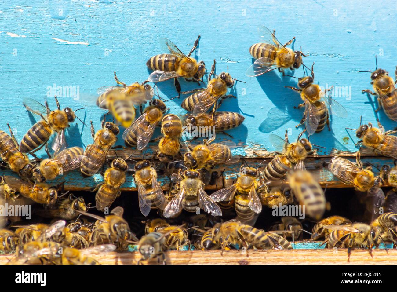 Collected insects hi-res stock photography and images - Alamy