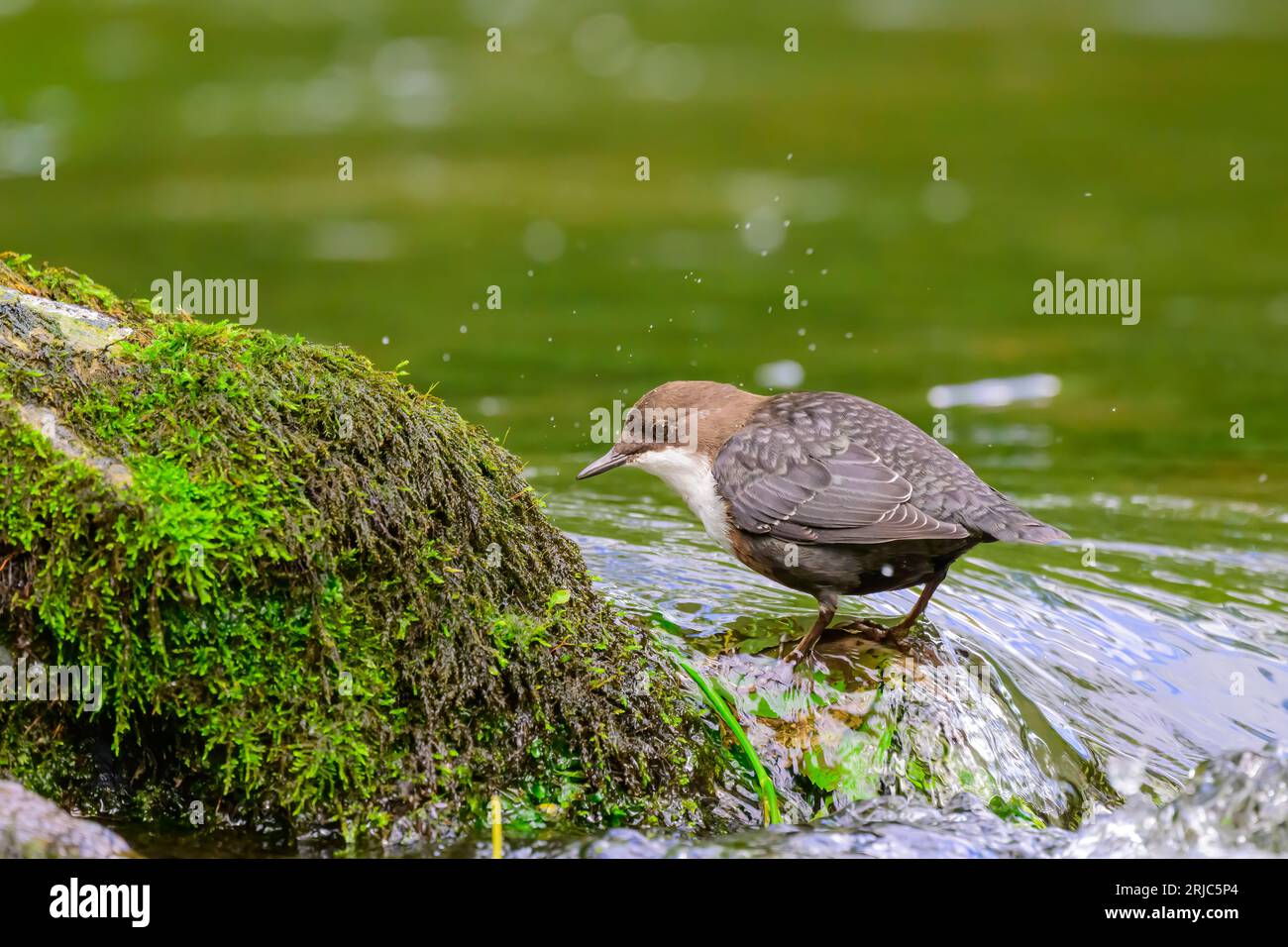 Dipper, Cinclus cinclus, walking through water Stock Photo - Alamy