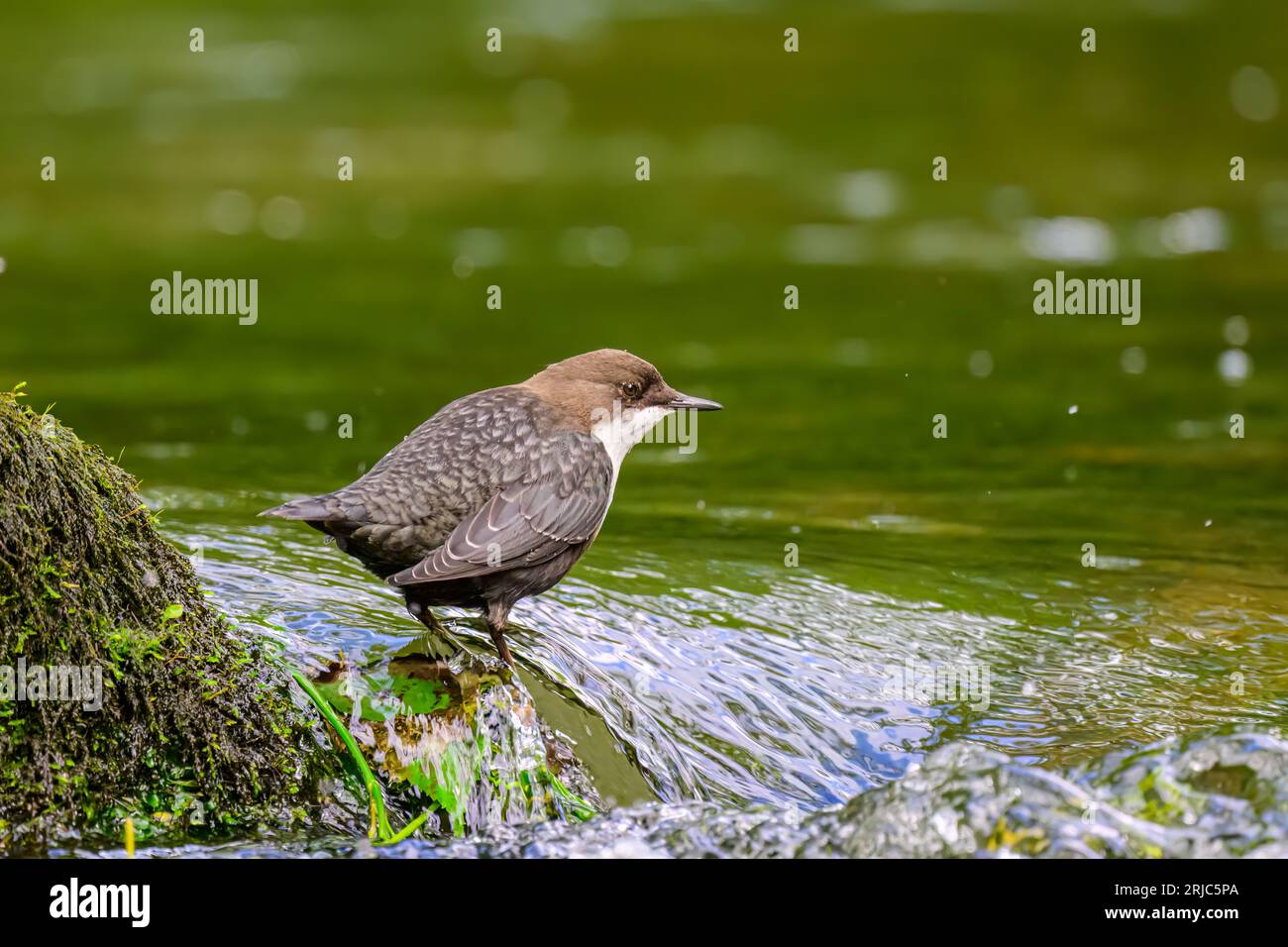 Dipper, Cinclus cinclus, walking through water Stock Photo - Alamy