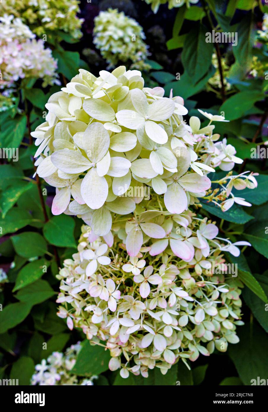 White to cream Hydrangea paniculata 'Limelight' in flower, growing in a ...