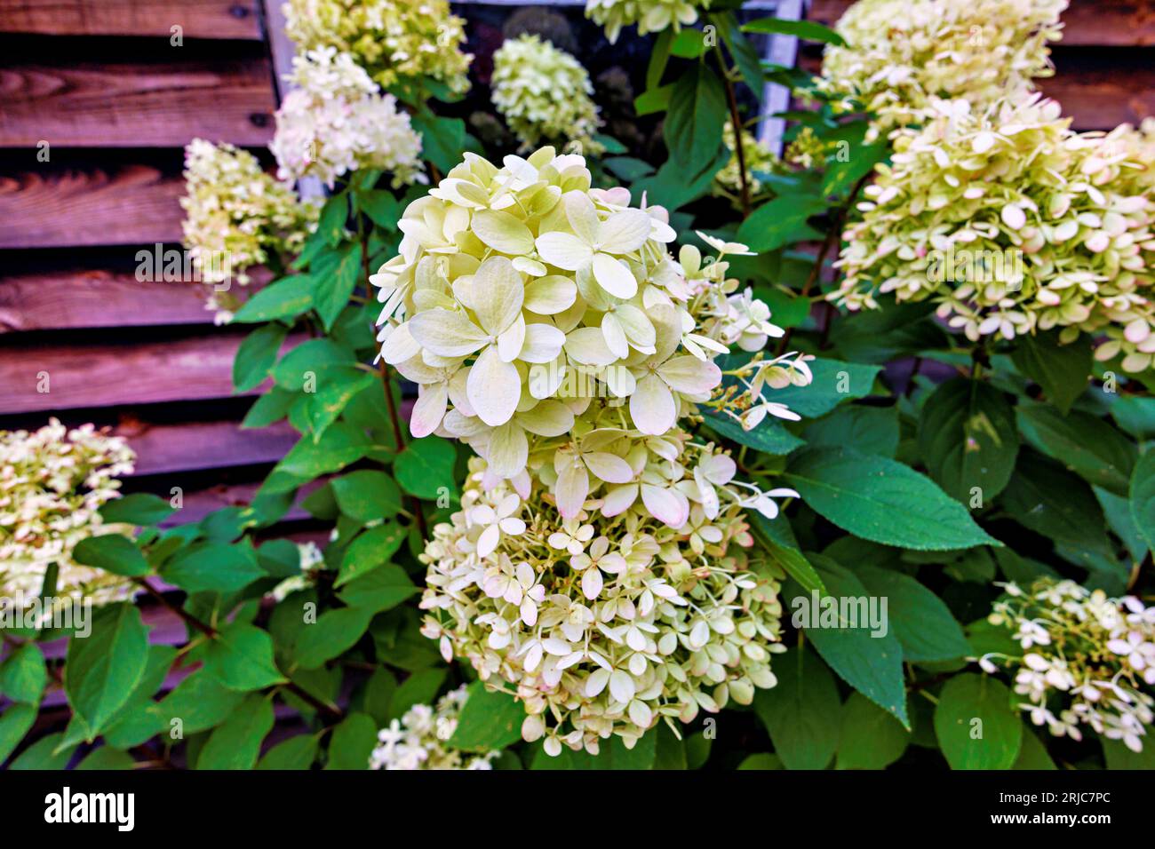 White to cream Hydrangea paniculata 'Limelight' in flower, growing in a ...