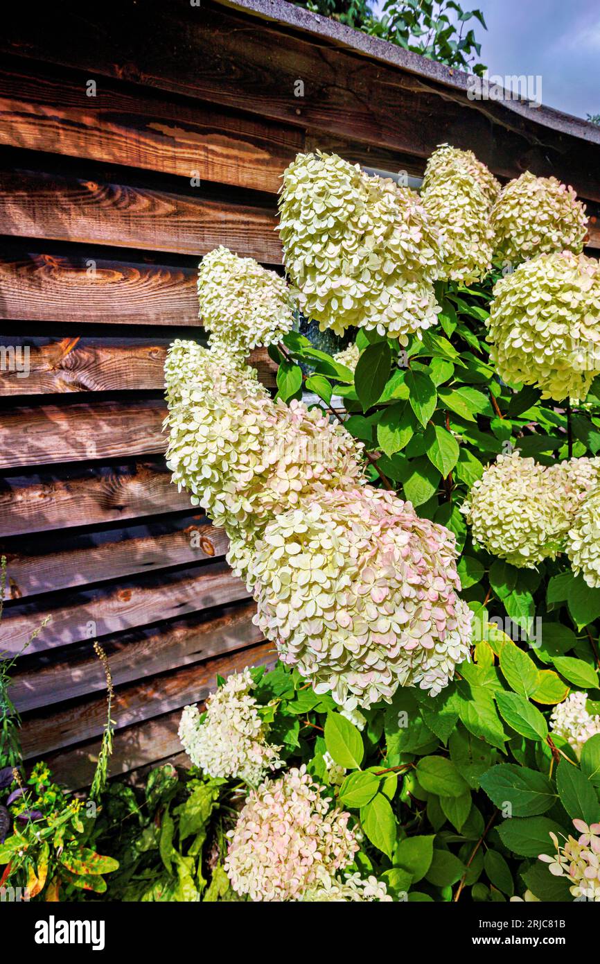Large white panicles of Hydrangea paniculata 'Limelight' tinged with ...