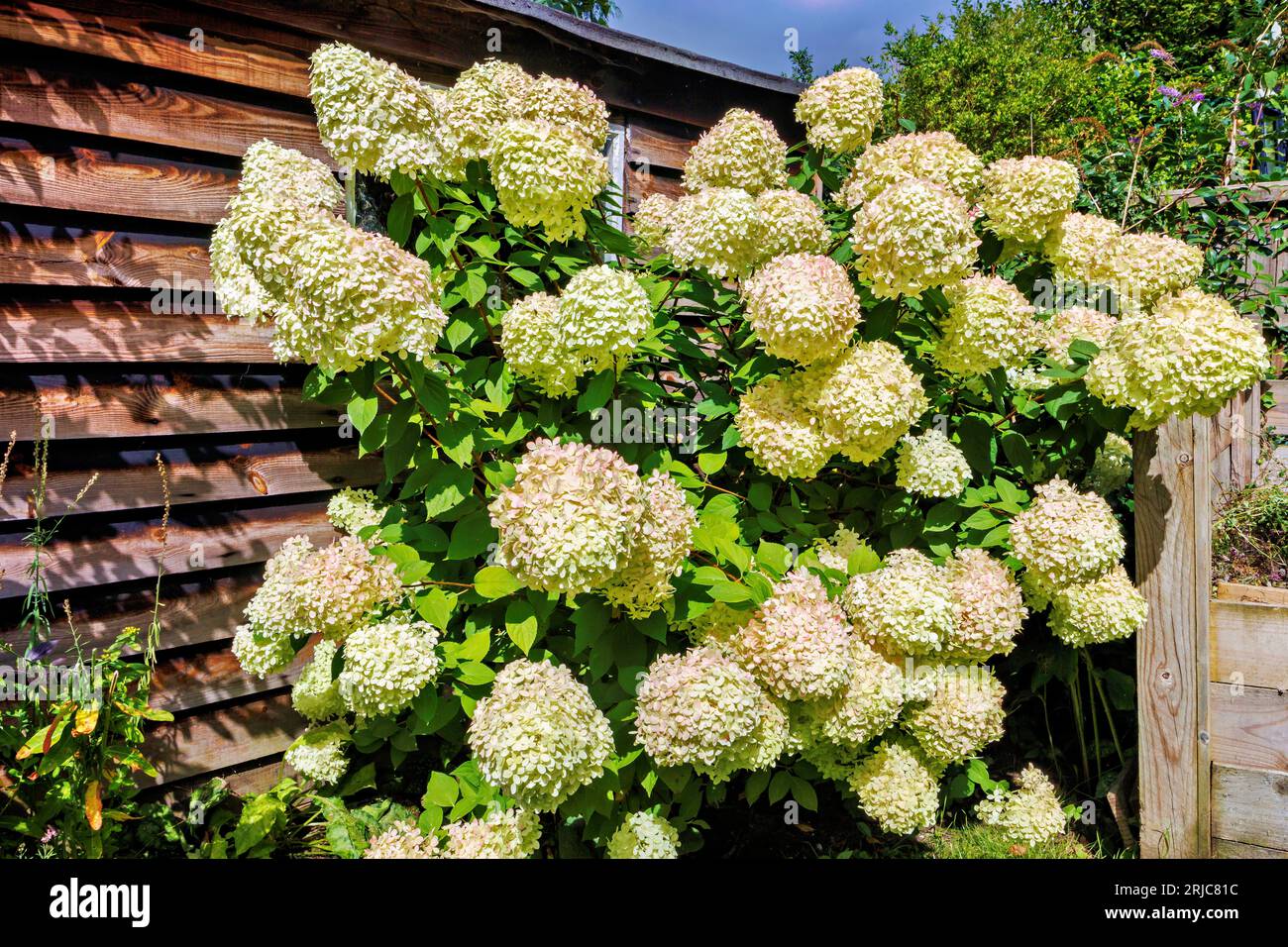 Large white panicles of Hydrangea paniculata 'Limelight' tinged with ...