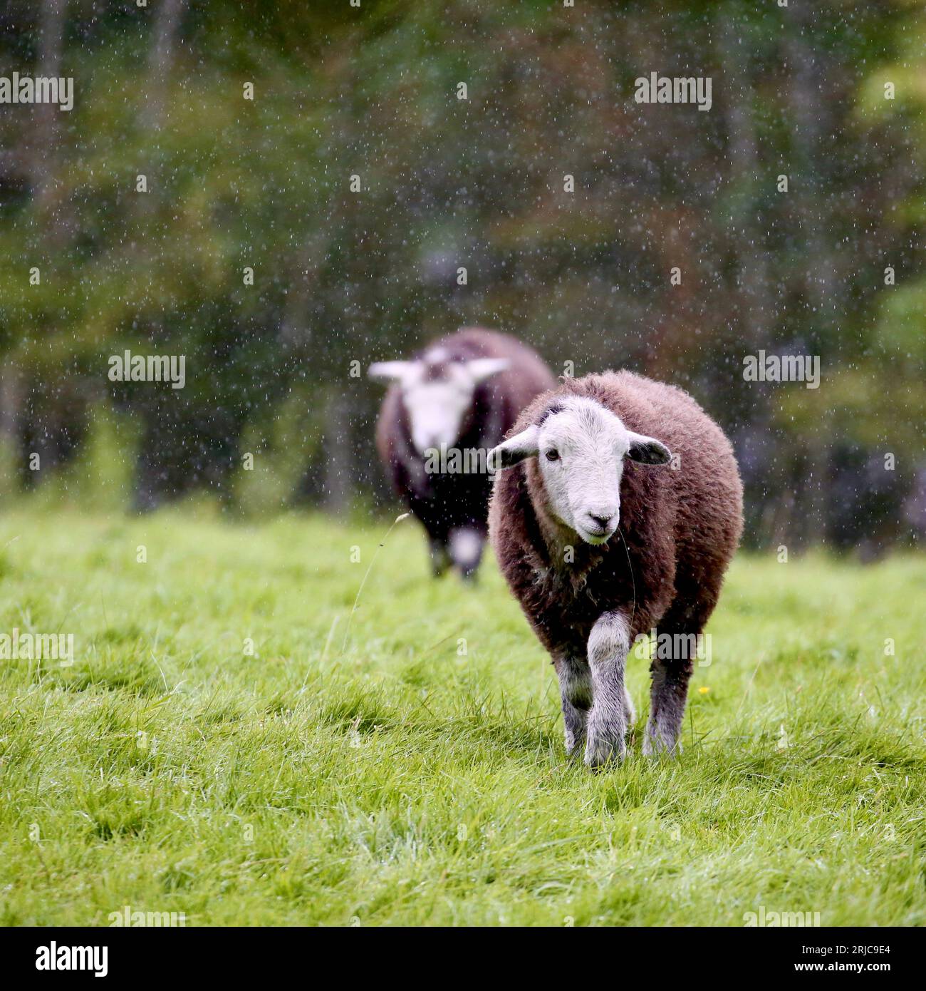 Herdwick domestic sheep hi-res stock photography and images - Alamy