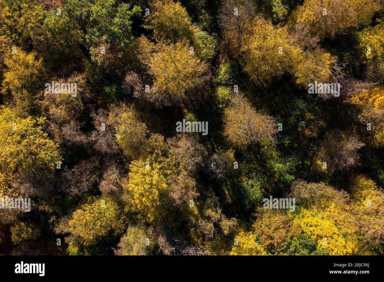 Aerial view of forest canopy in the autumn by drone Stock Photo - Alamy