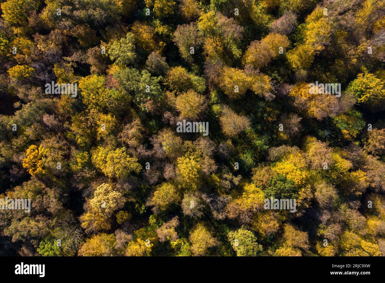 Aerial view of forest canopy in the autumn by drone Stock Photo - Alamy