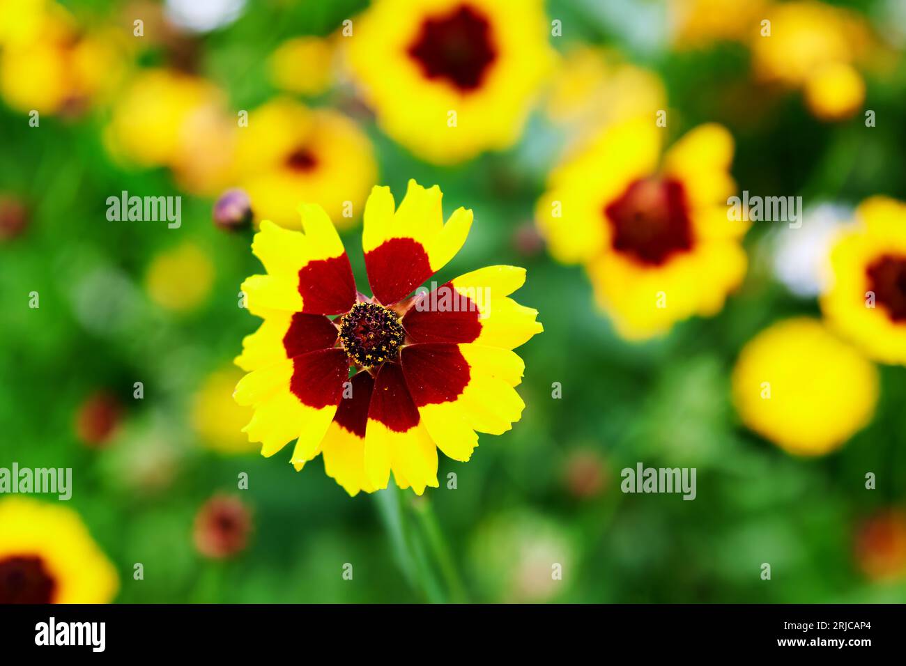 Creopsis tinctoria garden golden tickseed bright yellow and red maroon ...