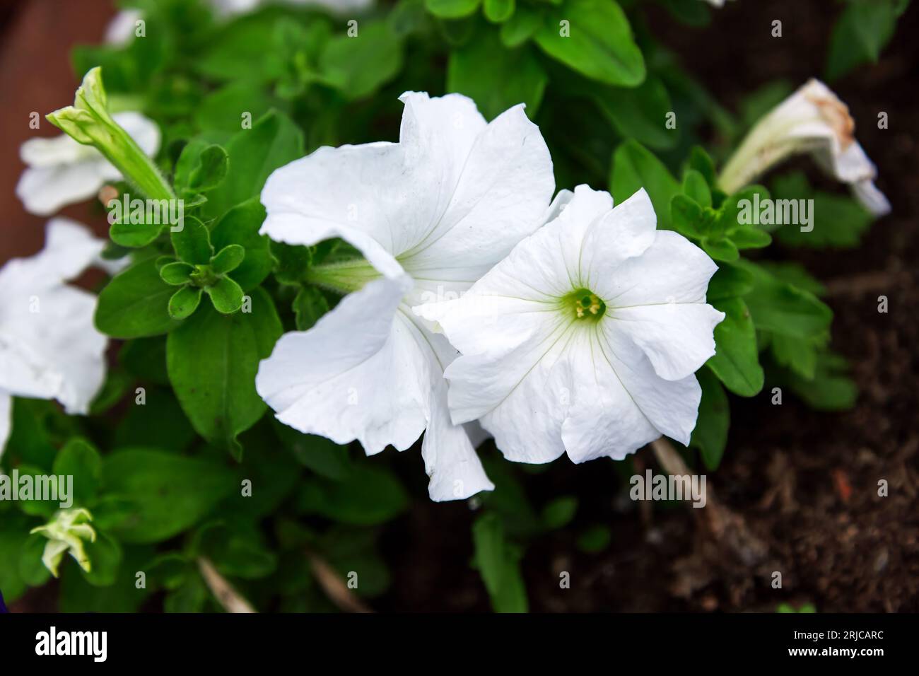 Summer flower garden in the garden. Flowers white petunia. Growing and ...