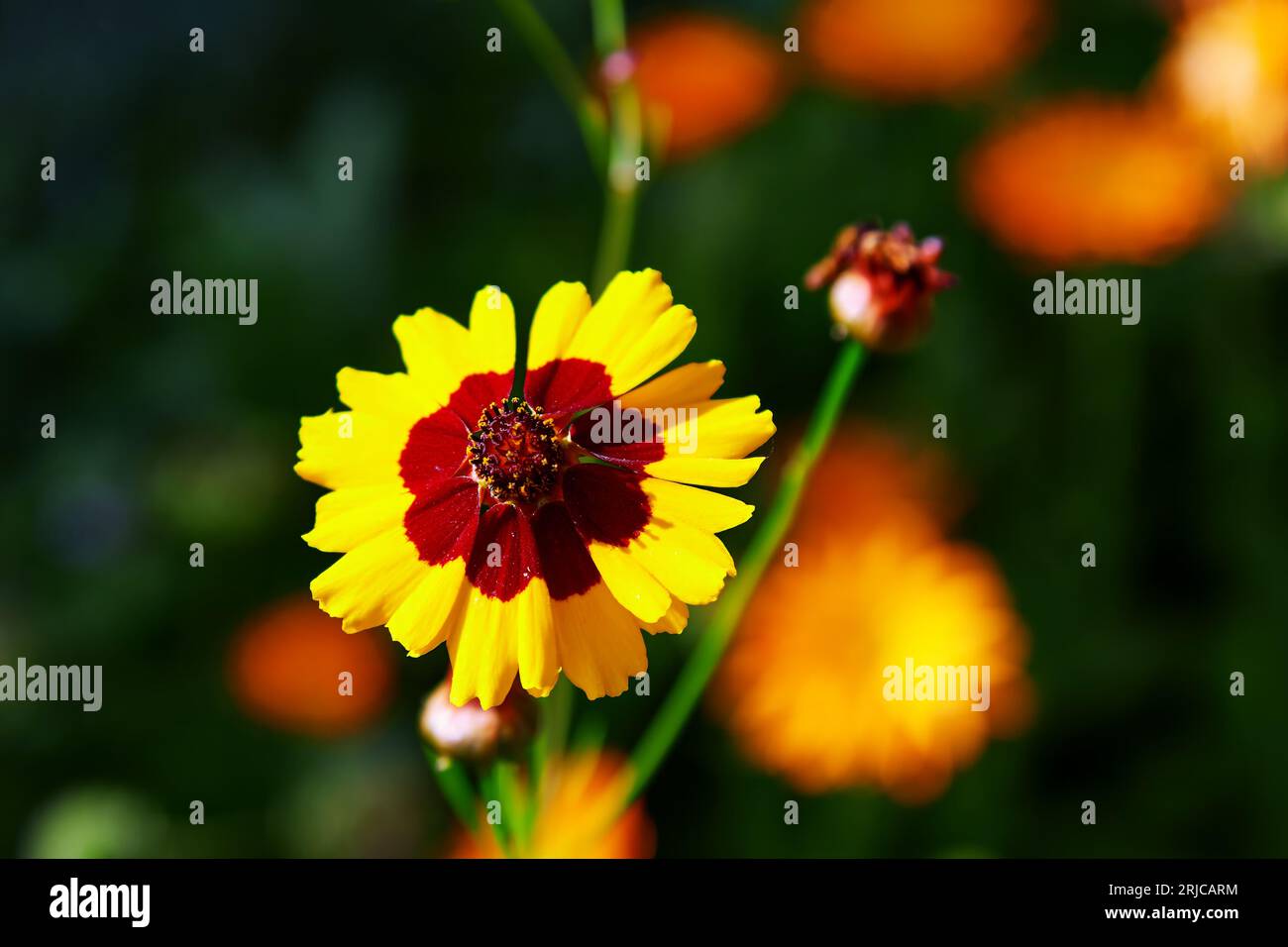 Creopsis tinctoria garden golden tickseed bright yellow and red maroon ...