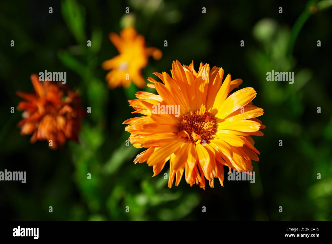 Calendula (Marigold flower) leaf on green natural summer background ...