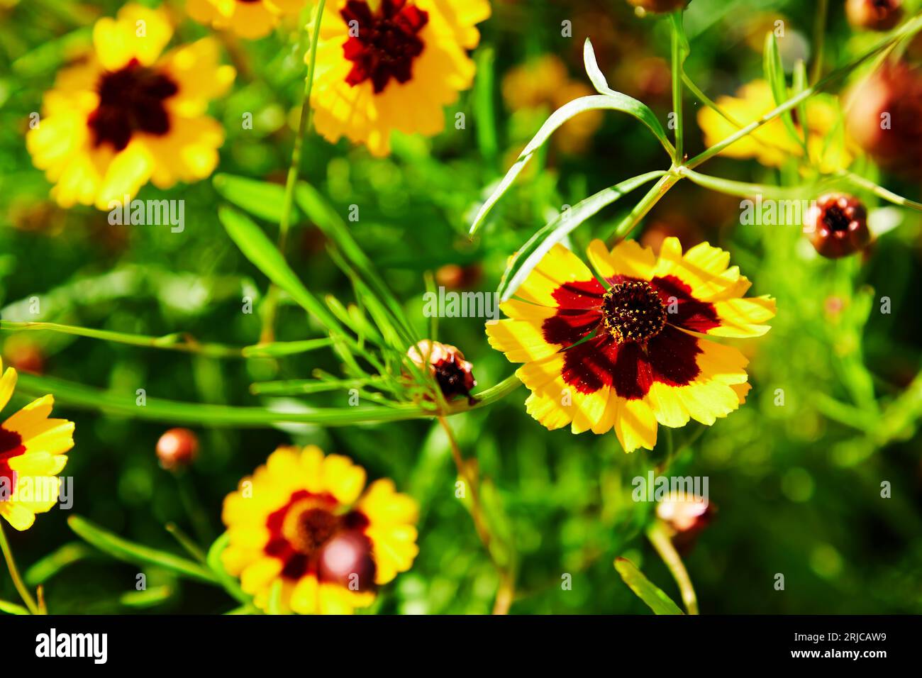 Creopsis tinctoria garden golden tickseed bright yellow and red maroon ...