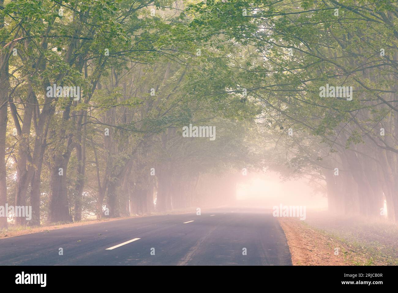 Empty asphalt road alley. Maple mighty tree misty tunnel. August summer ...
