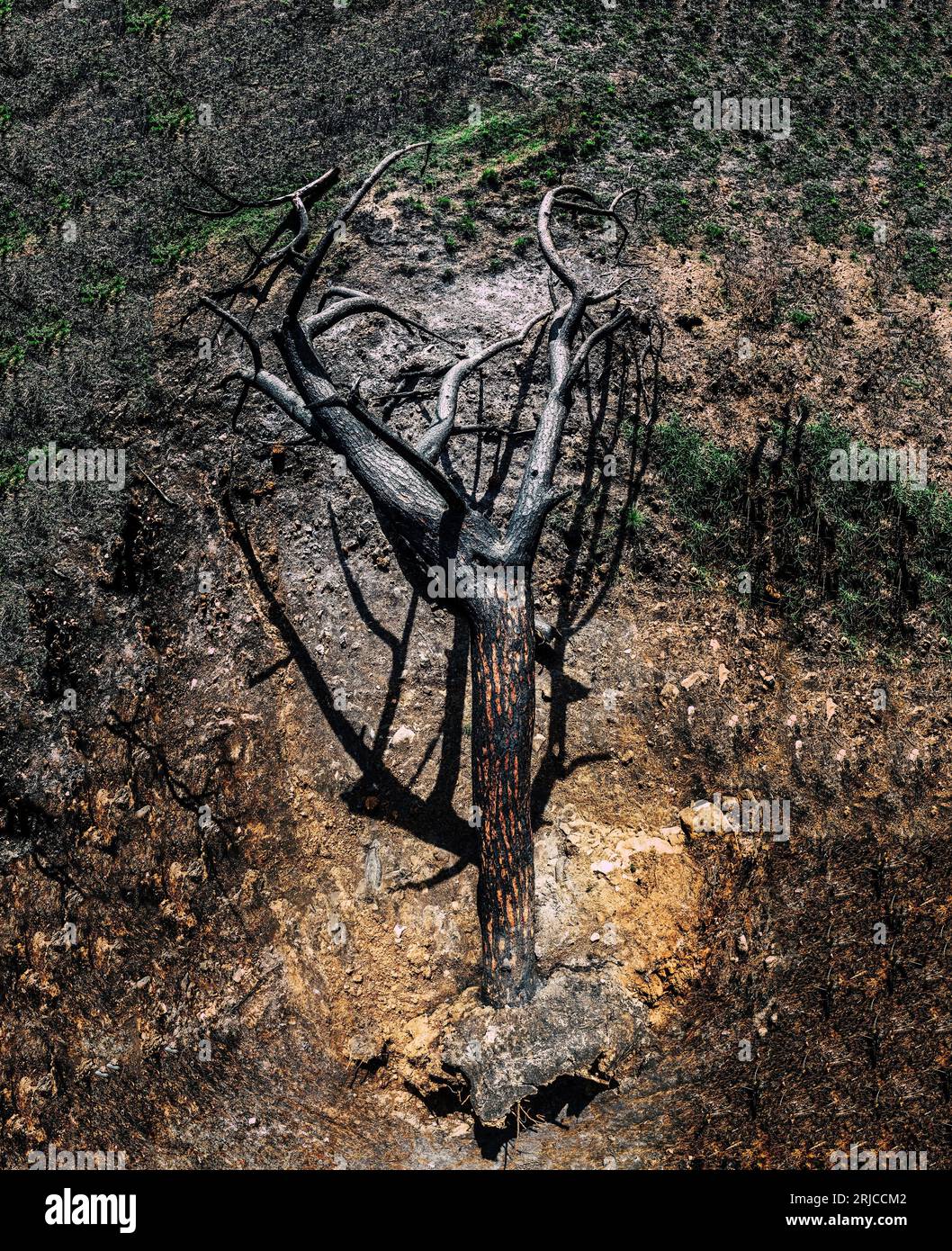 Aerial top down view of a fallen tree burnt oak following a forest fire ...