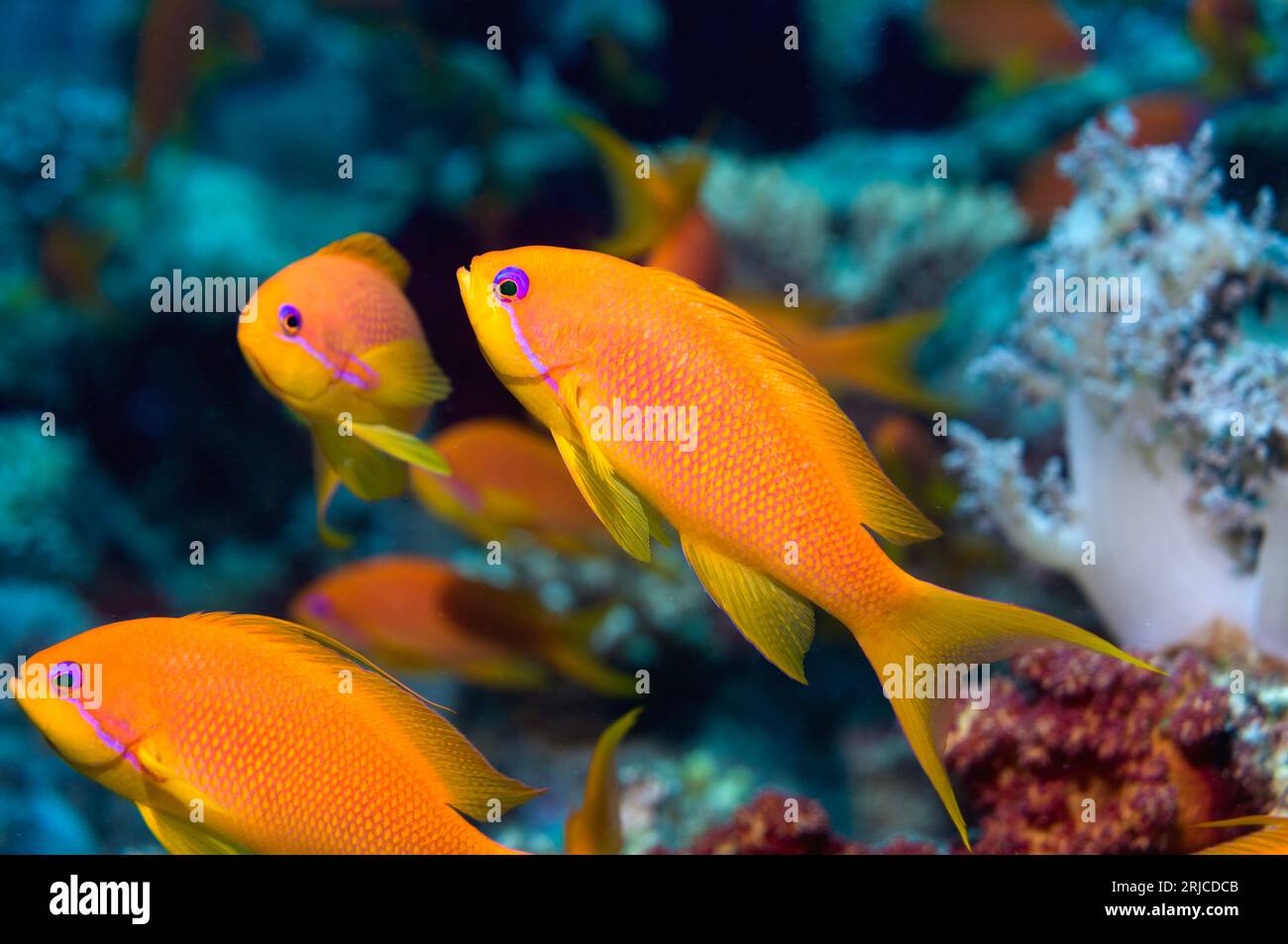 Lyretail anthias (Pseudanthias squamipinnis) females. Egypt, Red Sea ...