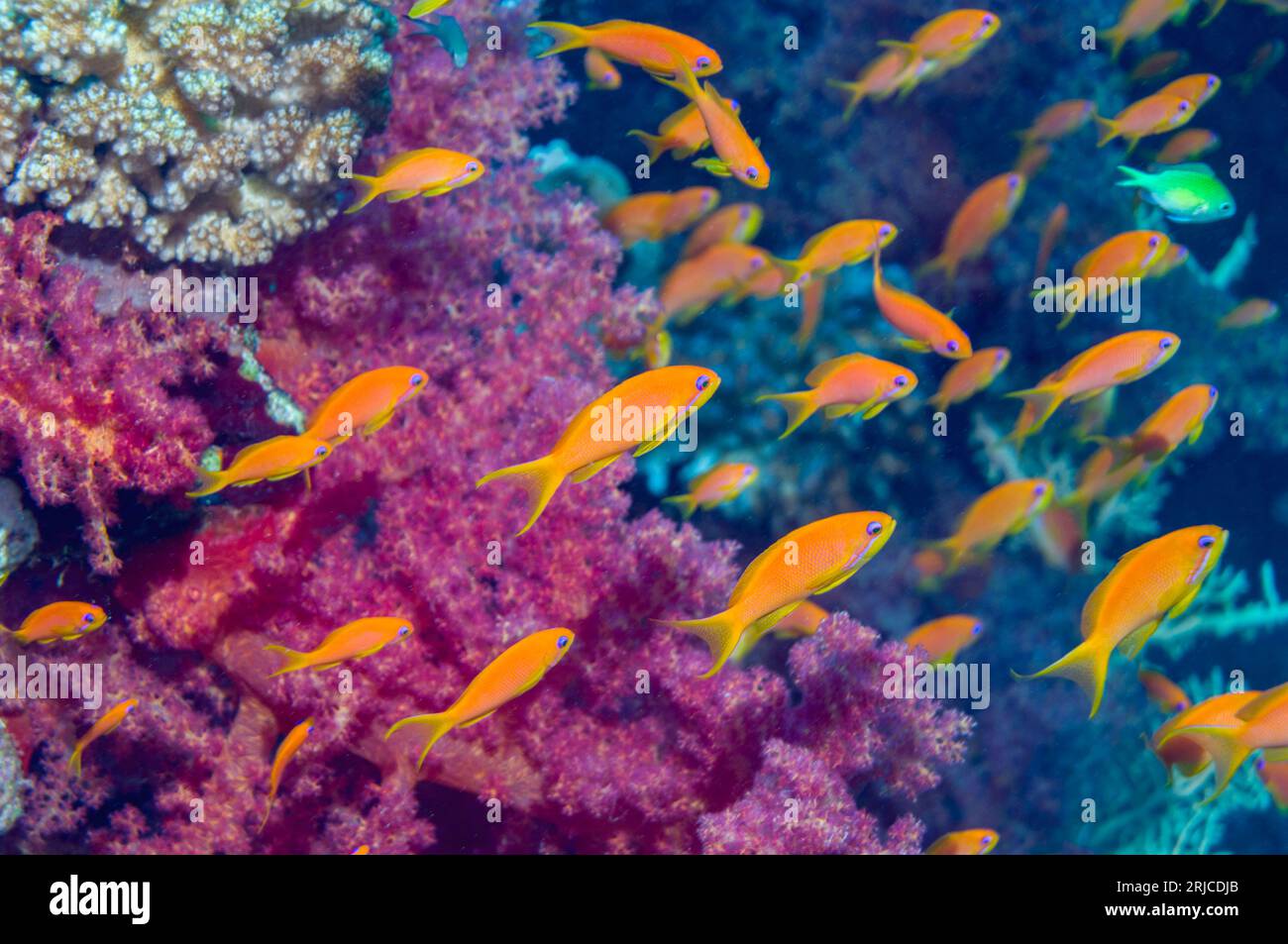 Lyretail anthias (Pseudanthias squamipinnis) with soft corals ...