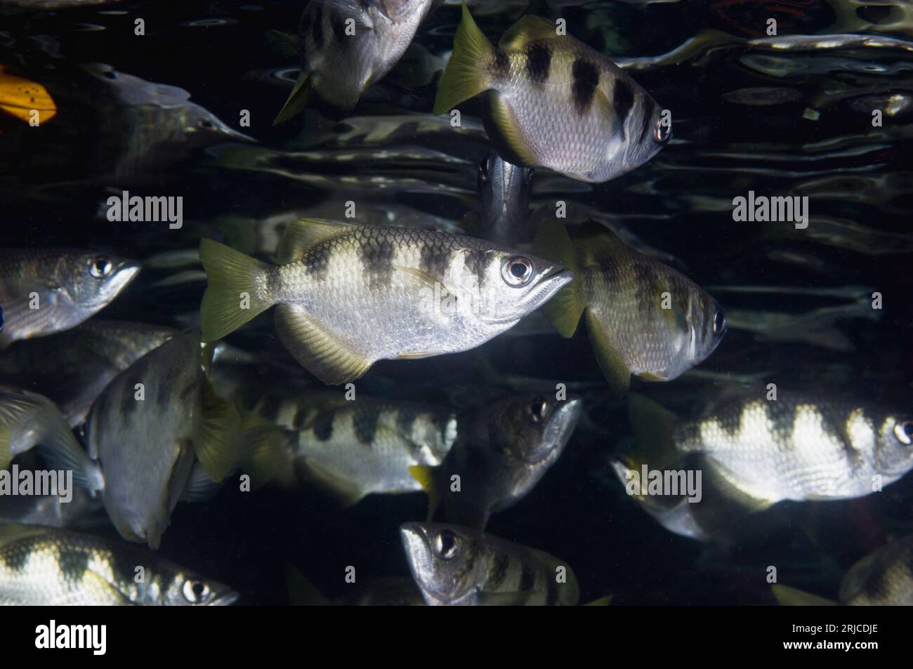 Archerfish (Toxotes jaculatrix) in mangrove. Raja Ampat, West Papua ...