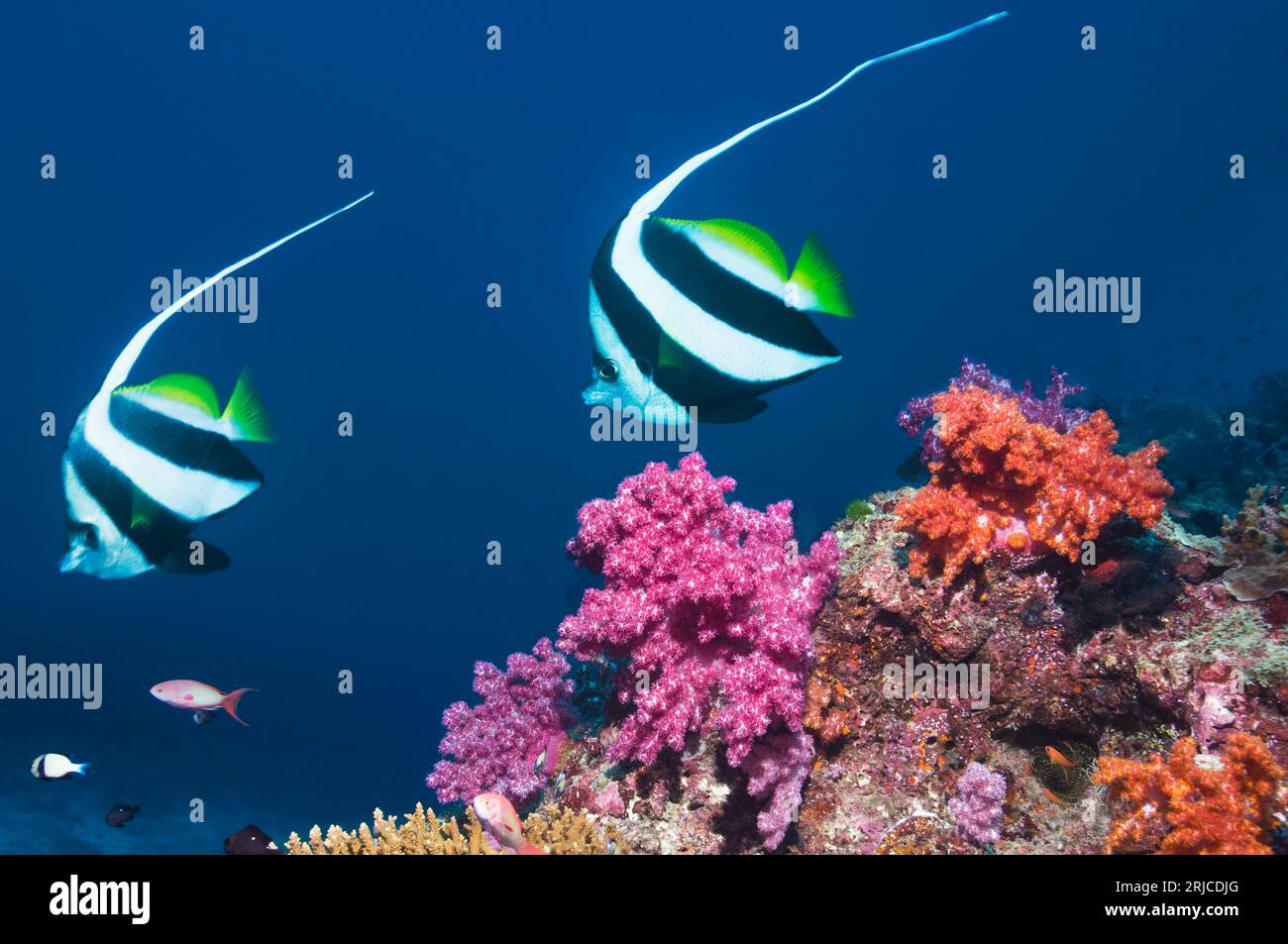 Singular bannerfish hi-res stock photography and images - Alamy