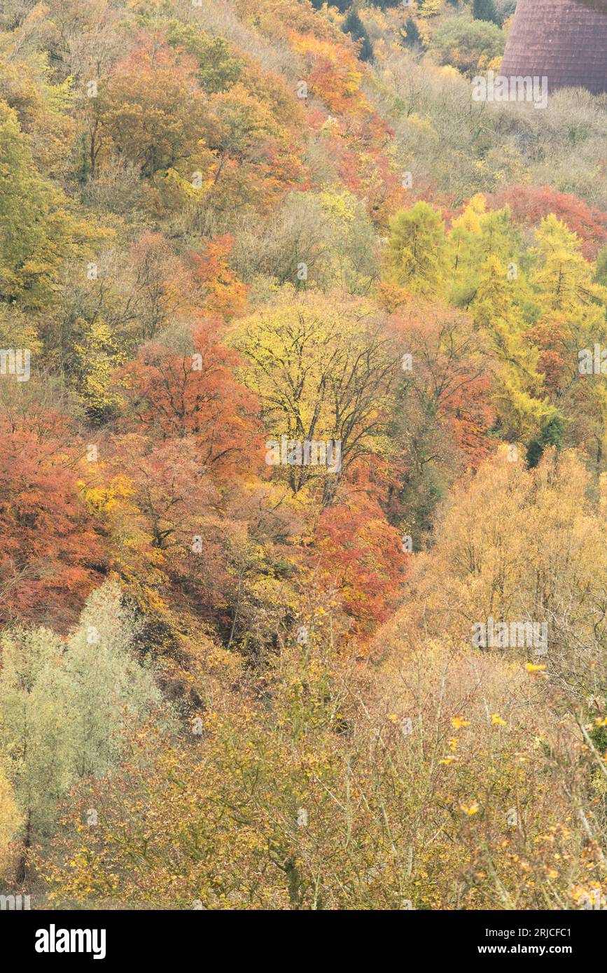 Natural, deciduous woodland growing on the steep slopes of the ...