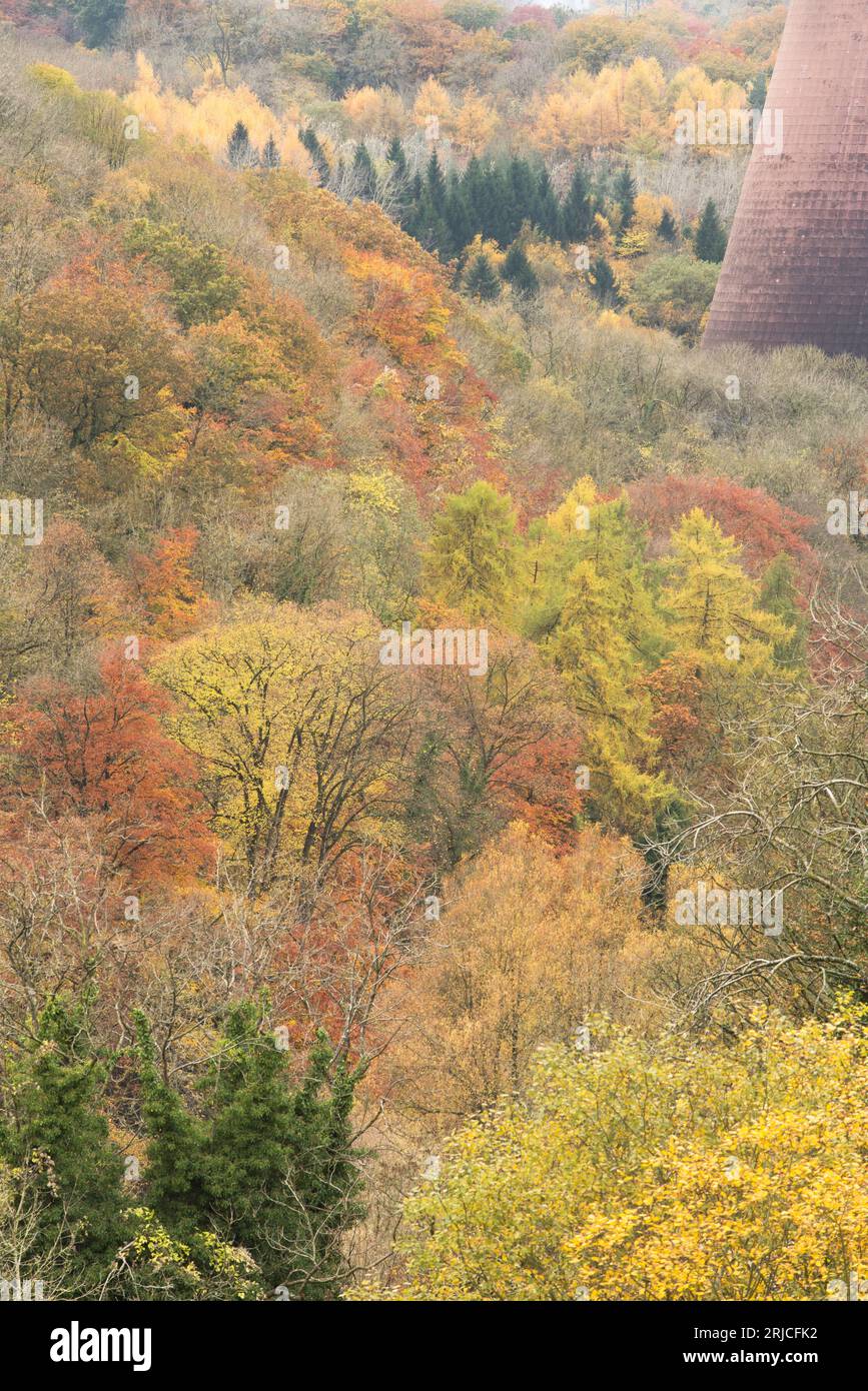 Larch woodland on slopes hi-res stock photography and images - Alamy