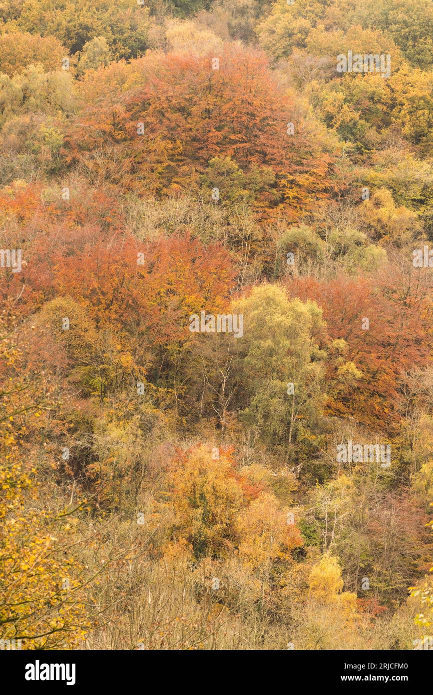 Larch woodland on slopes hi-res stock photography and images - Alamy